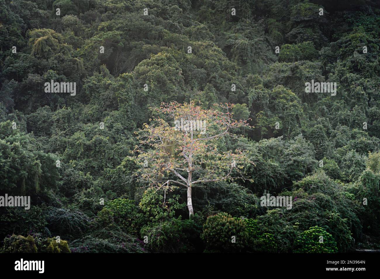 A standalone tree with red leaves among all greens in spring Stock ...