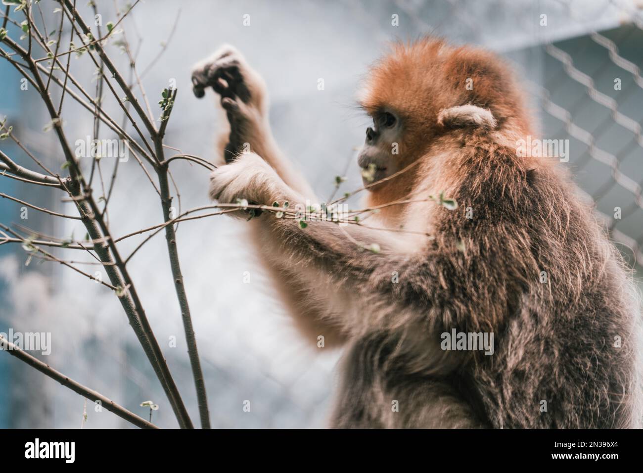 A golden snub-nosed monkey at Ocean Park Hong Kong Stock Photo - Alamy