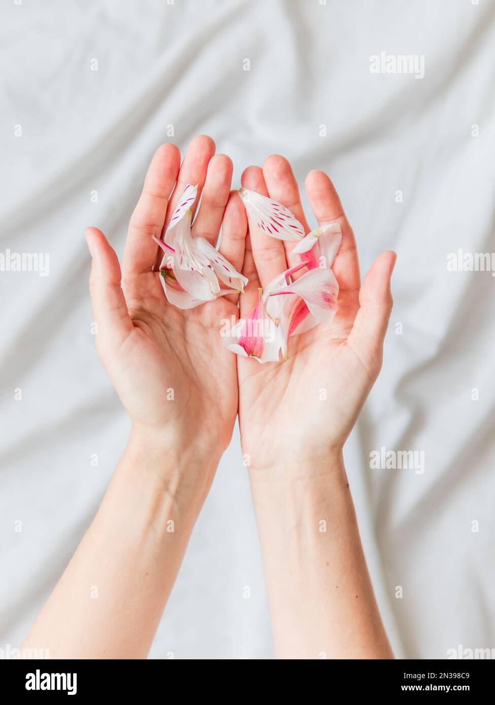 Top view on woman's hands with pink flower petals over crumpled white ...