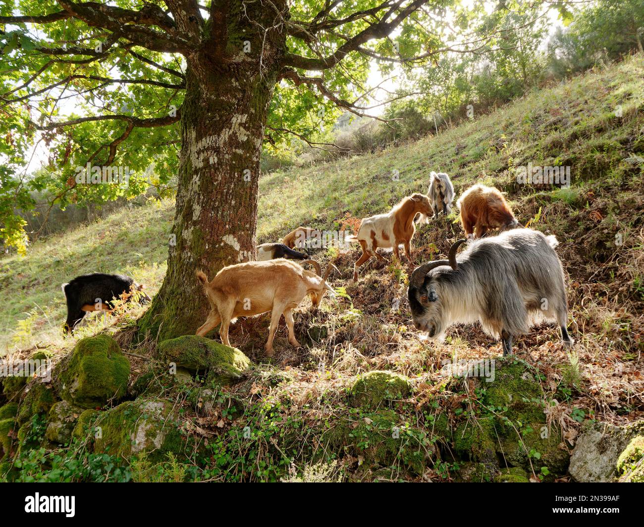 Sheep on the field during sunset. Rural lifestyle and animal husbandry. Group of domestic sheep ...