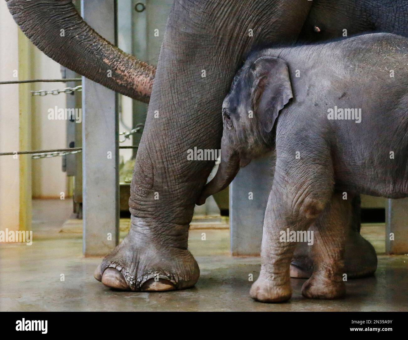 A yet-unnamed baby Asian elephant at the Oklahoma City Zoo, front ...