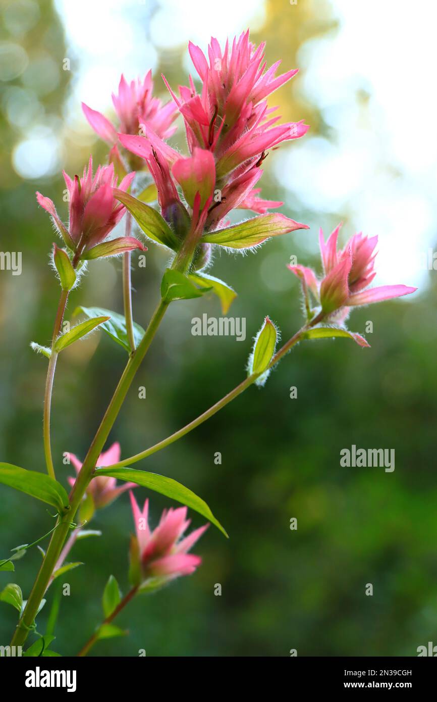 Flowers that I saw during my trip in 2022 Stock Photo - Alamy