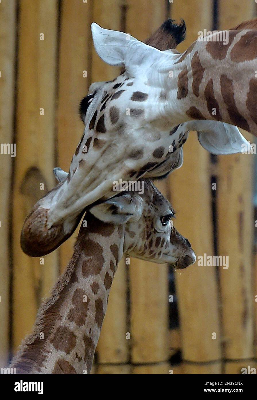 A little baby giraffe, born last Thursday, is petted by its mother at ...