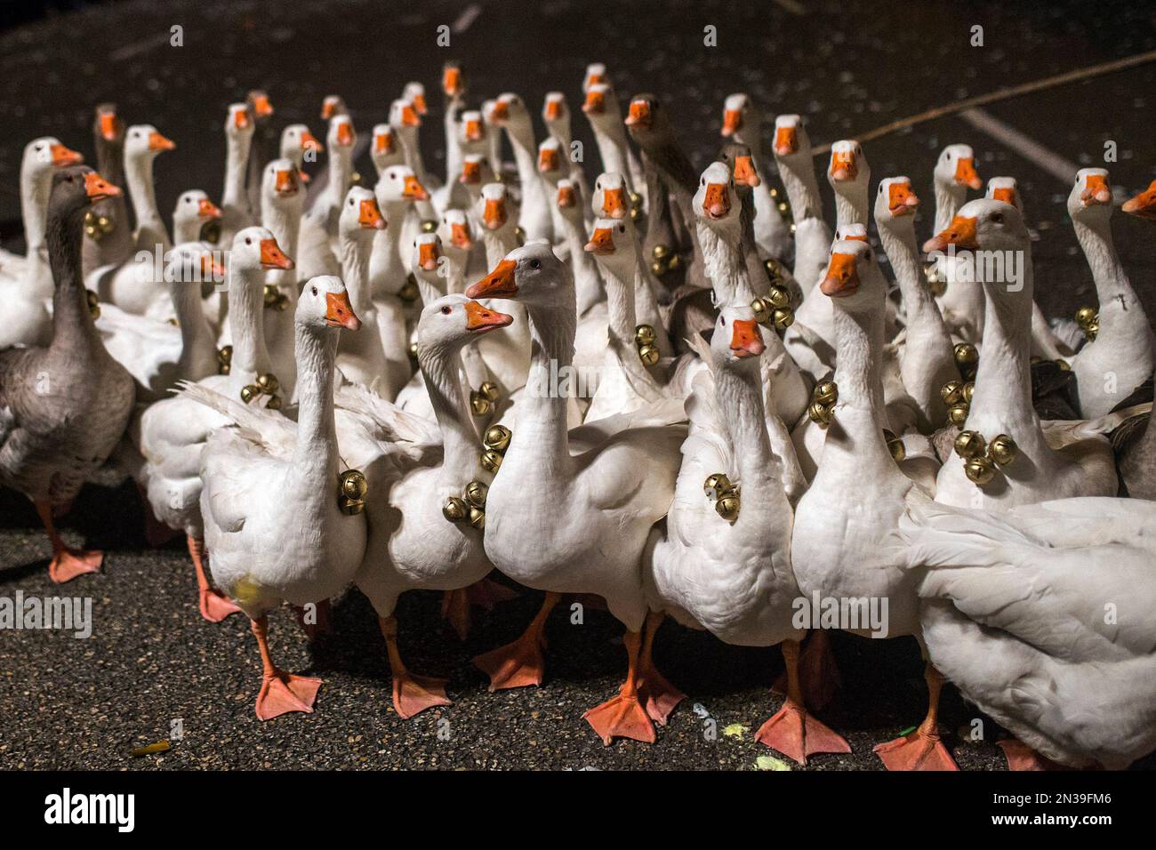 Geese with Christmas decorations are paraded through the streets in ...