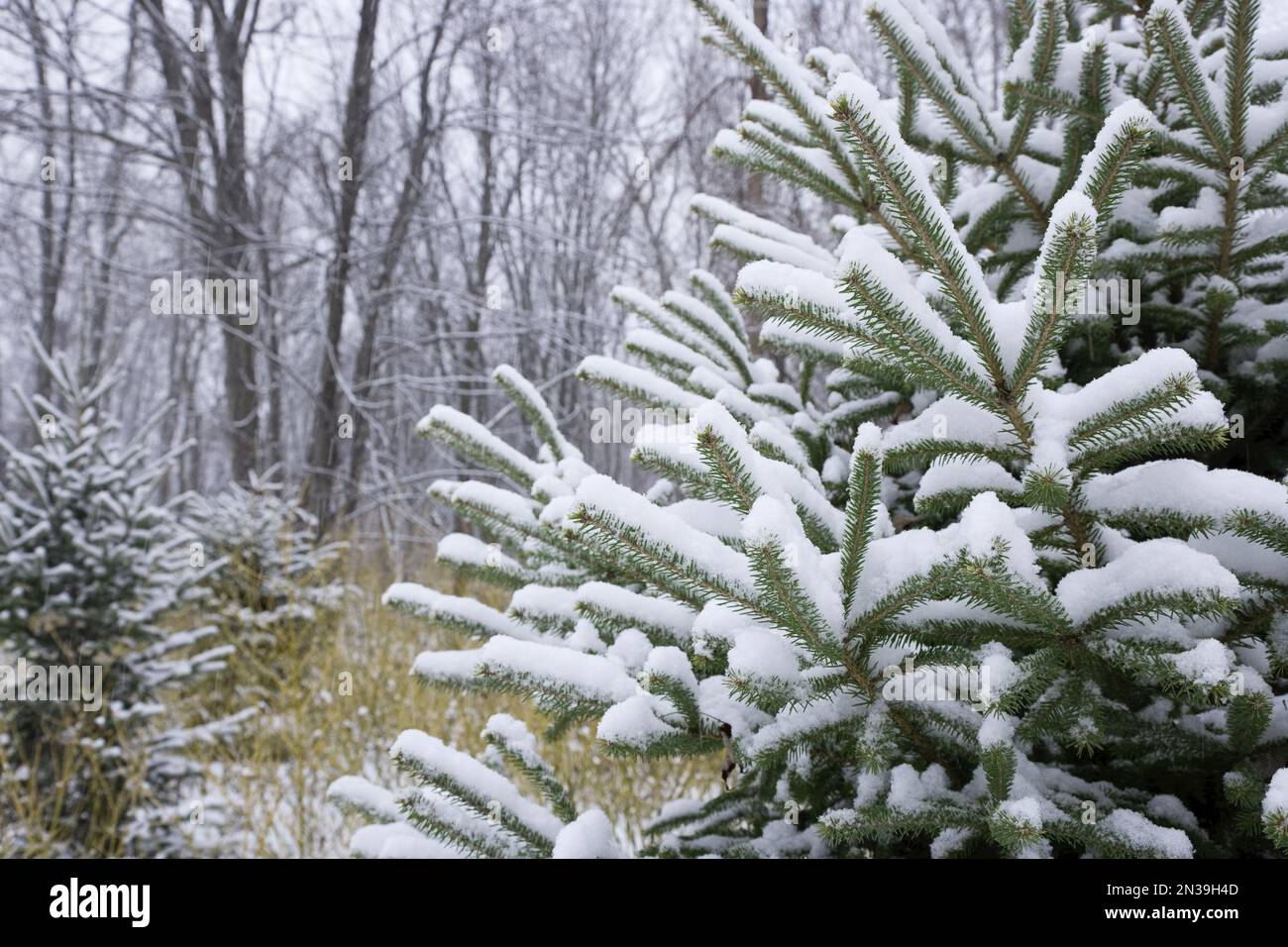 Snow Covered Trees in Forest, Petrie Island, Ottawa, Ontario, Canada ...