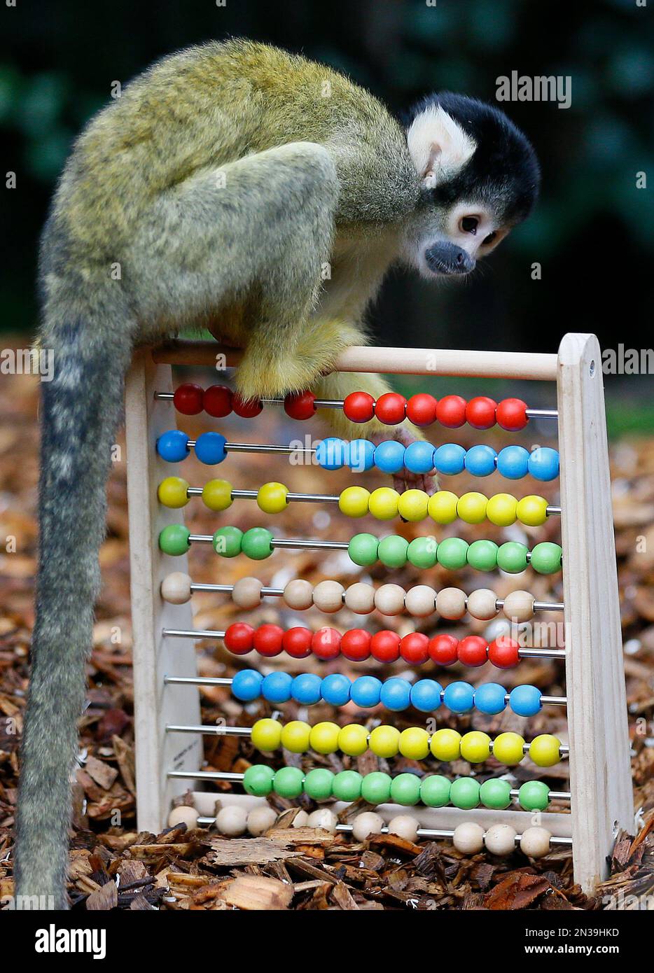 A black-capped squirrel monkey sits on an abacus during the annual ...