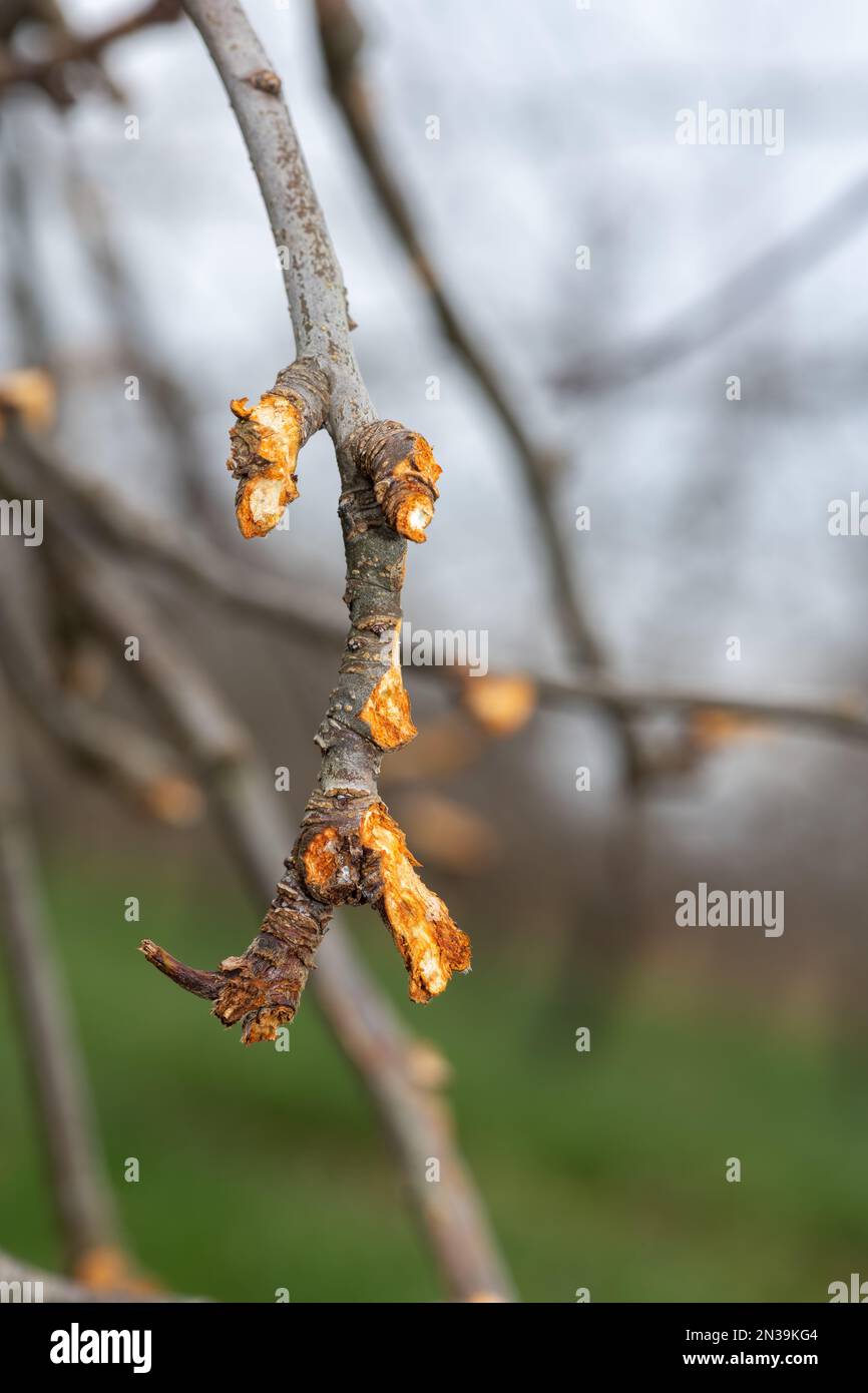 Rabbit damage tree hi-res stock photography and images - Alamy