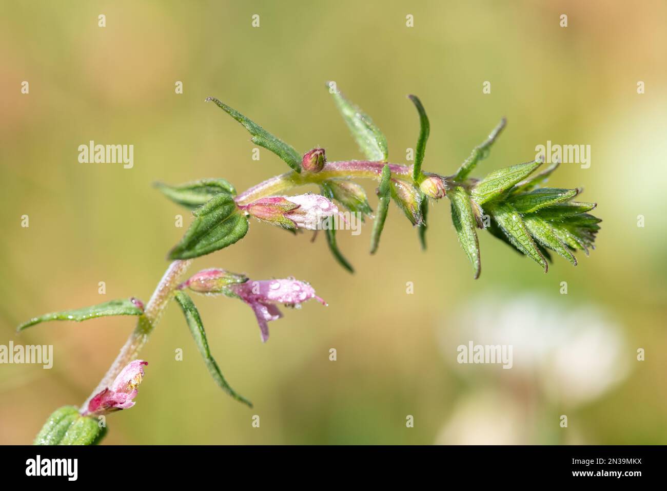 Macro shot of a red bartsia (odonites vernus) plant covered in dew ...