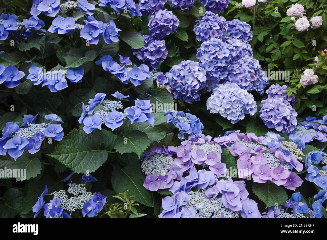 Blue Hydrangea, Versailles, France Stock Photo - Alamy