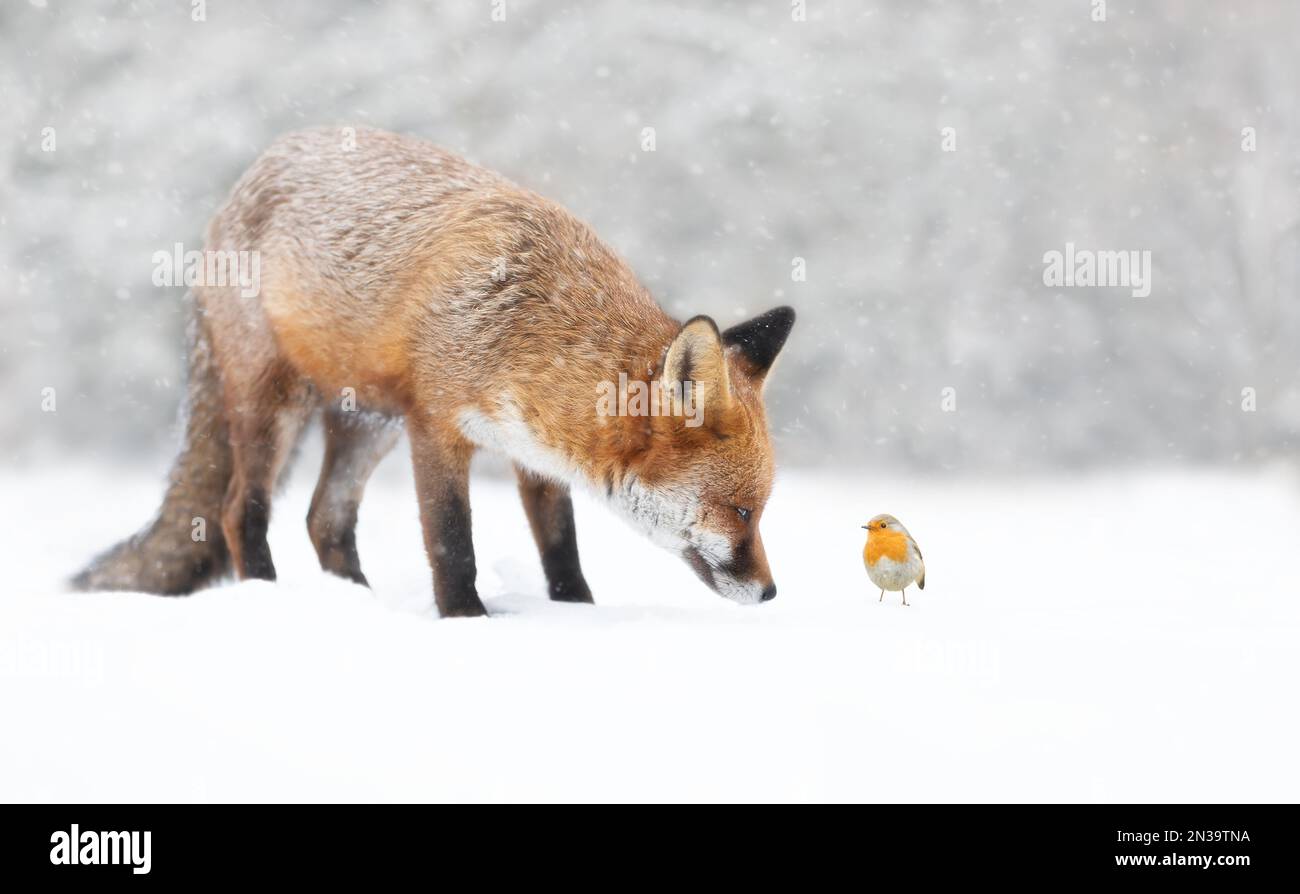 Close-up of a Red fox with a robin in the falling snow in winter, UK ...