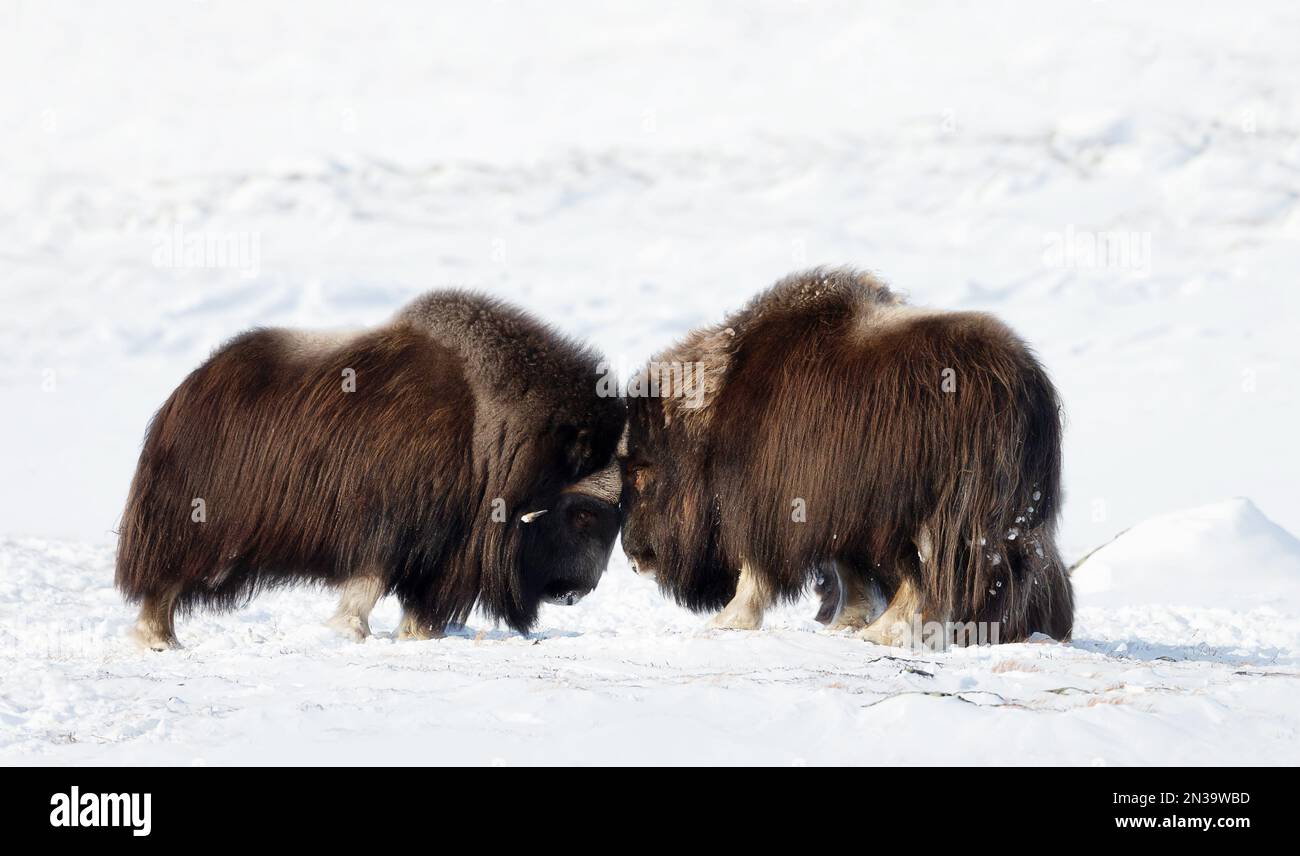 Close up of Musk Oxen fighting in winter, Norway, Dovrefjell National ...