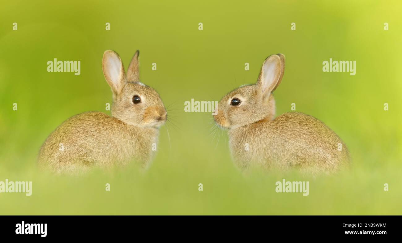 Two young european wild rabbits hi-res stock photography and images - Alamy