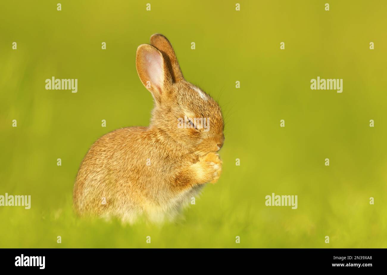 Rabbit habitat hi-res stock photography and images - Alamy