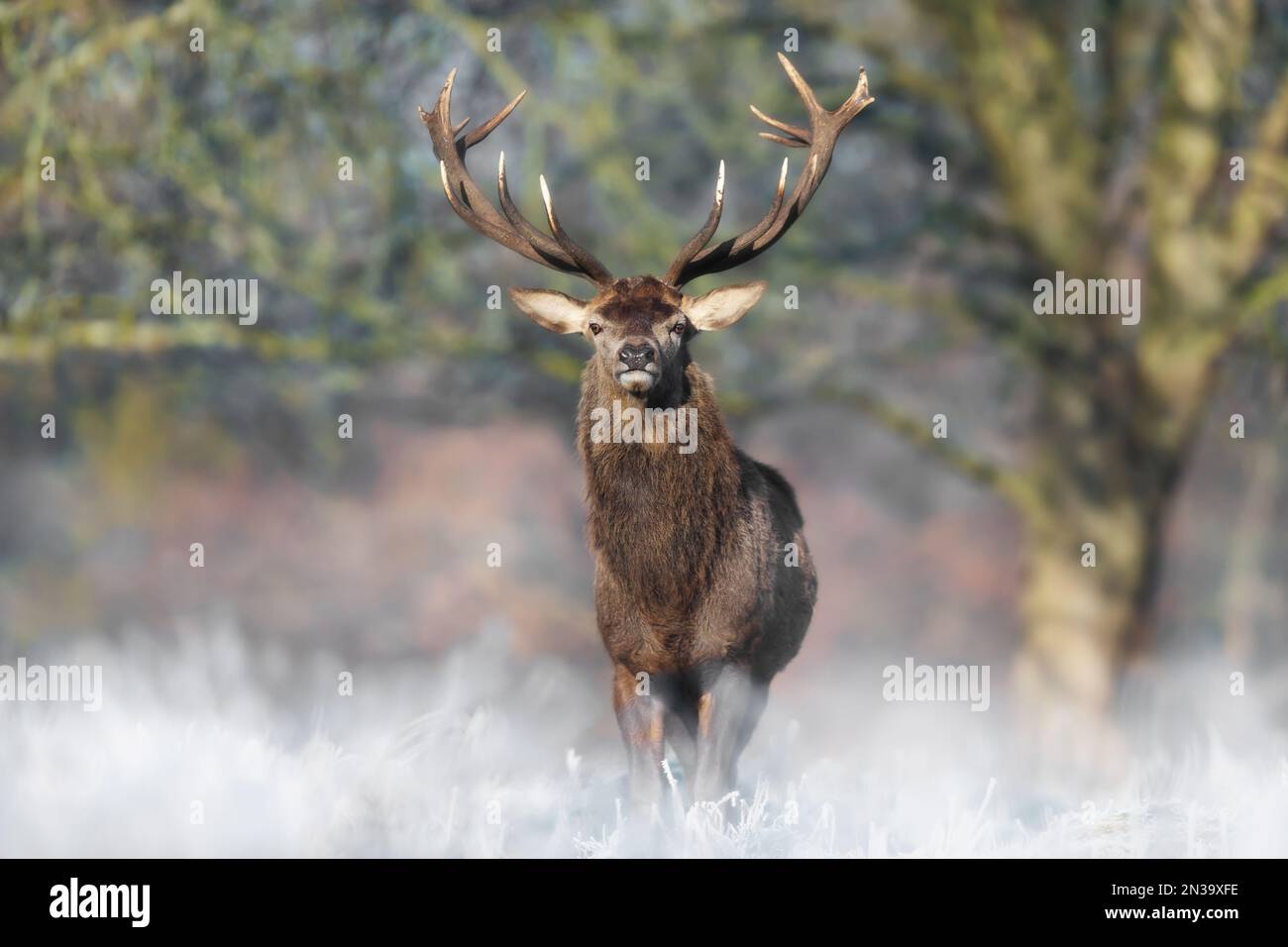 Close up of a Red deer stag in winter, UK Stock Photo - Alamy
