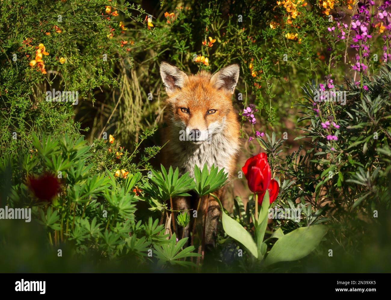 Red fox behavior hi-res stock photography and images - Alamy