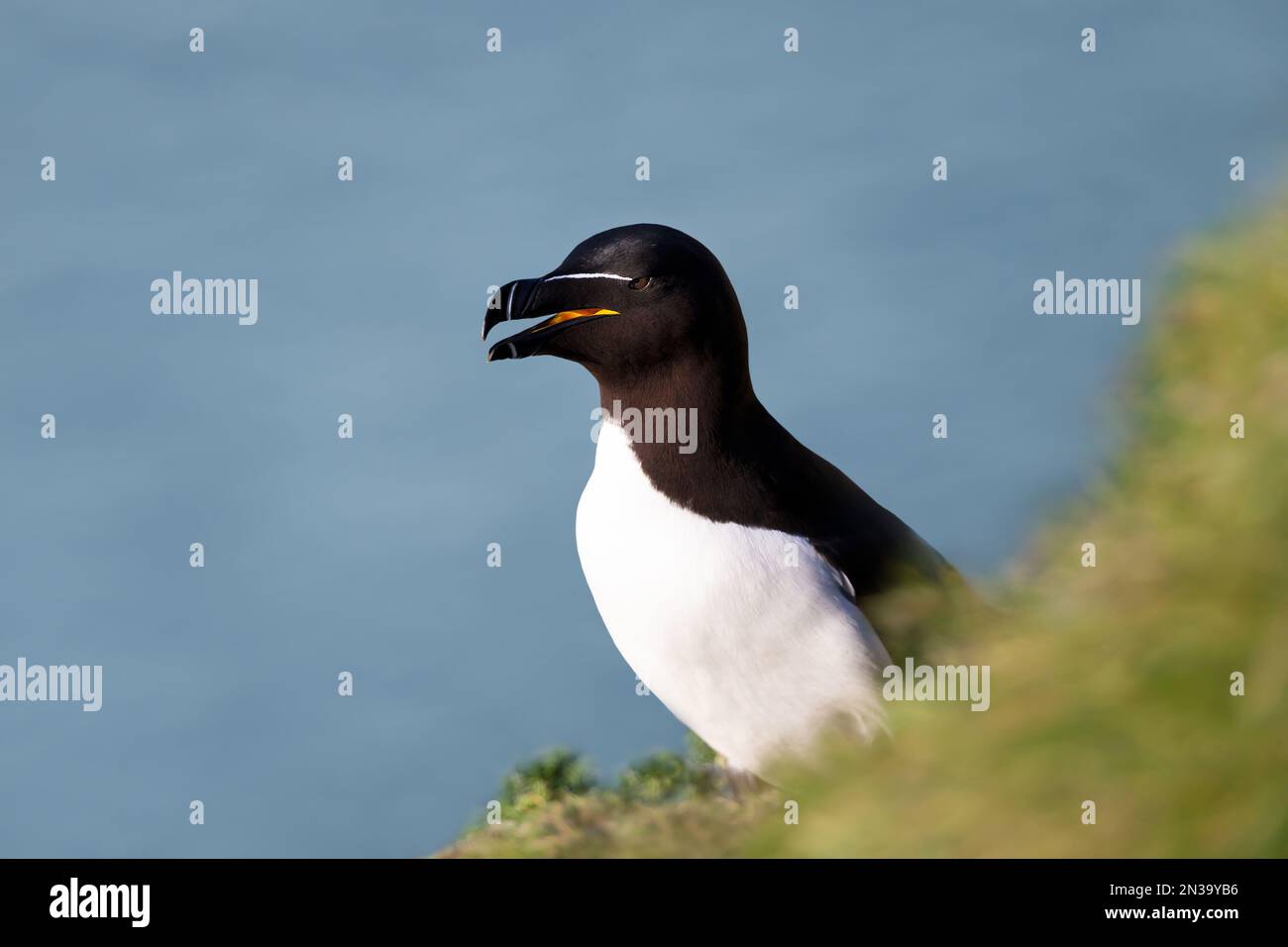 Close up of a Razorbill nesting on a cliff, Bempton, UK Stock Photo - Alamy