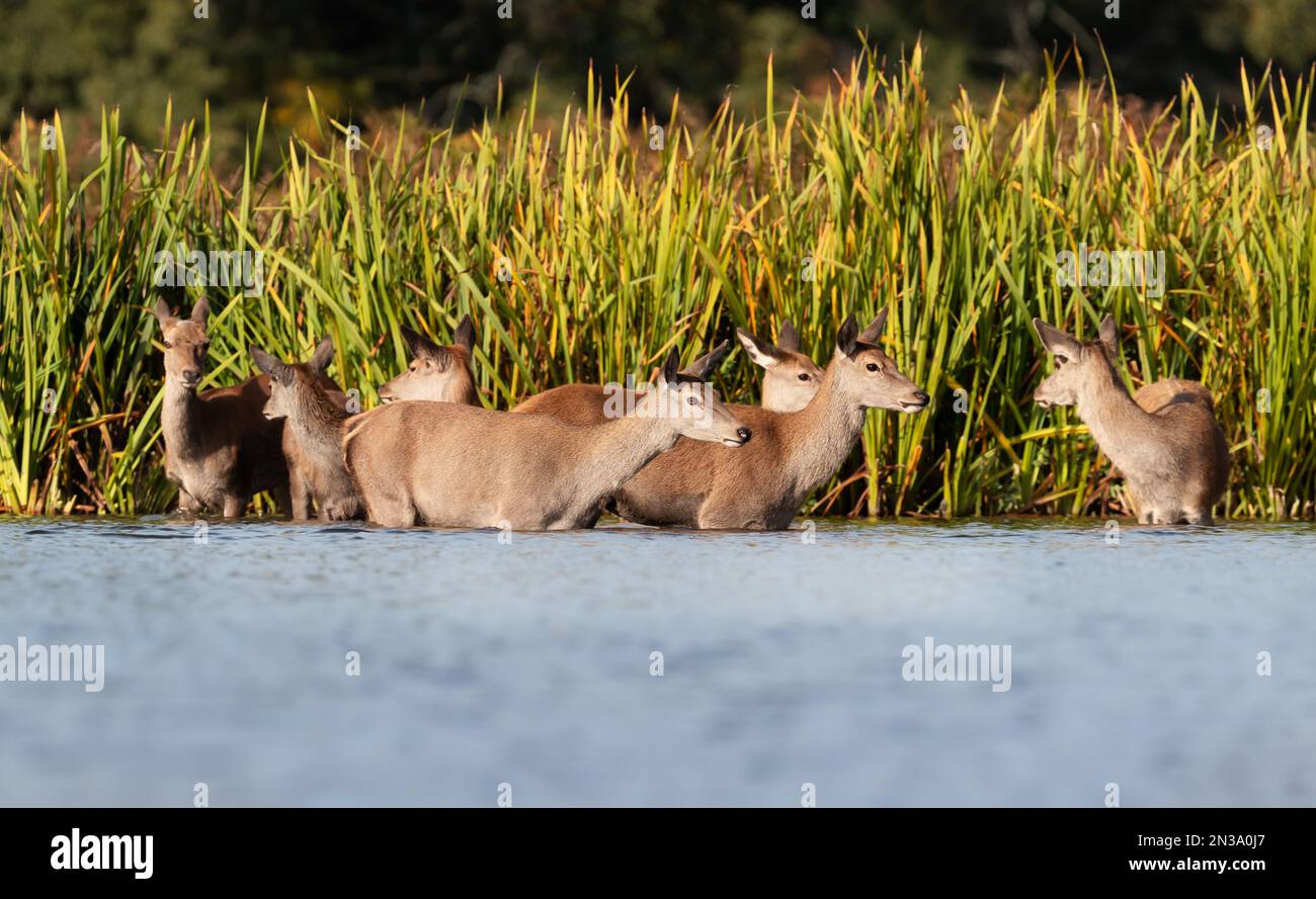 Close up of a group of red deer hinds standing in water, UK Stock Photo ...