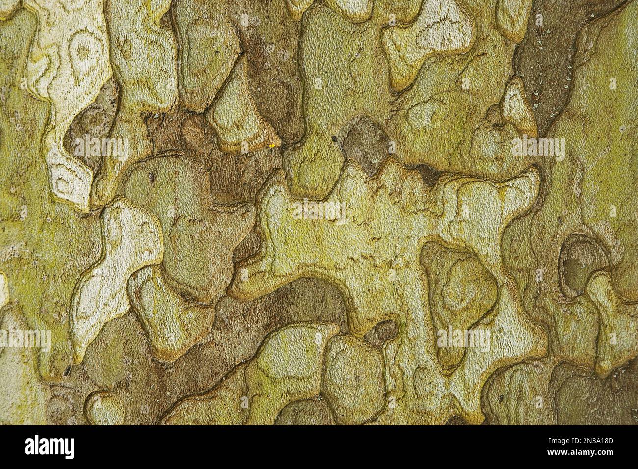 Treetrunk texture hi-res stock photography and images - Alamy