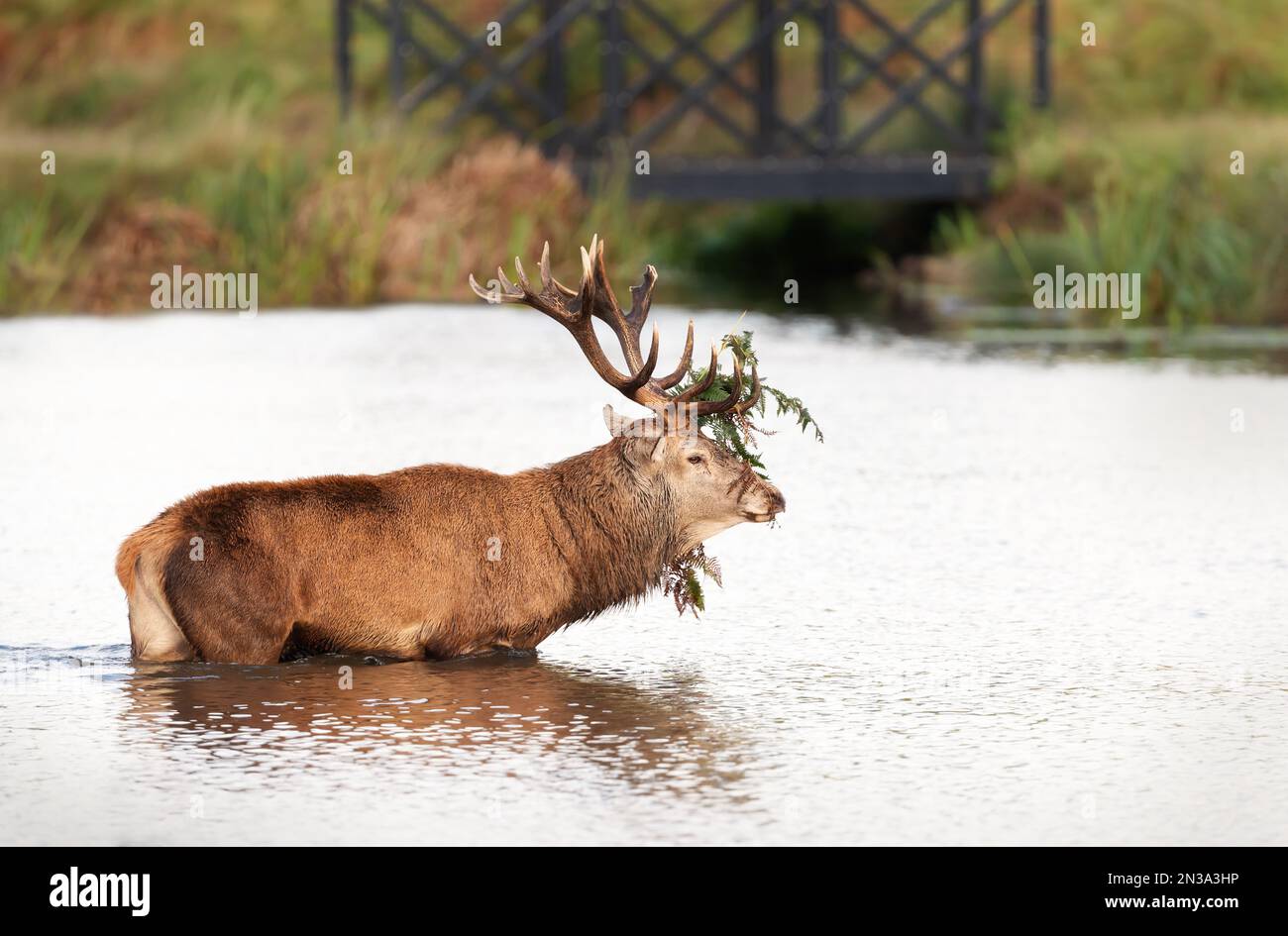 Close-up of a Red deer stag crossing a pond during rutting season in ...