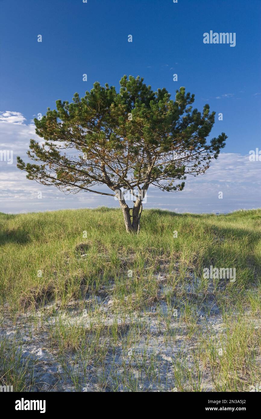 Lone Pine Tree on Sand Dunes, Wingaersheek Beach, Cape Ann ...