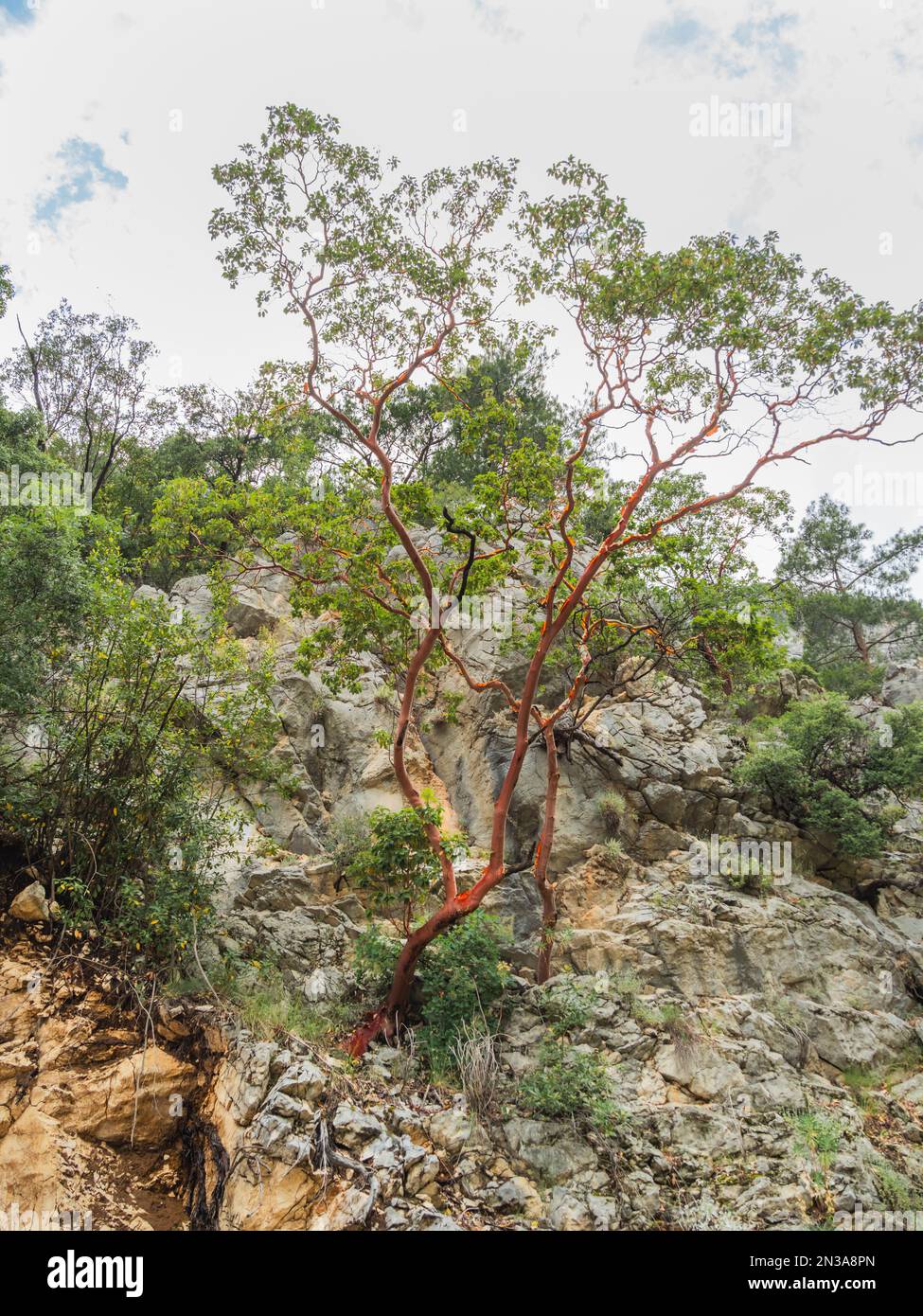 Arbutus andrachne, commonly called the Greek strawberry tree, in Goynuk ...