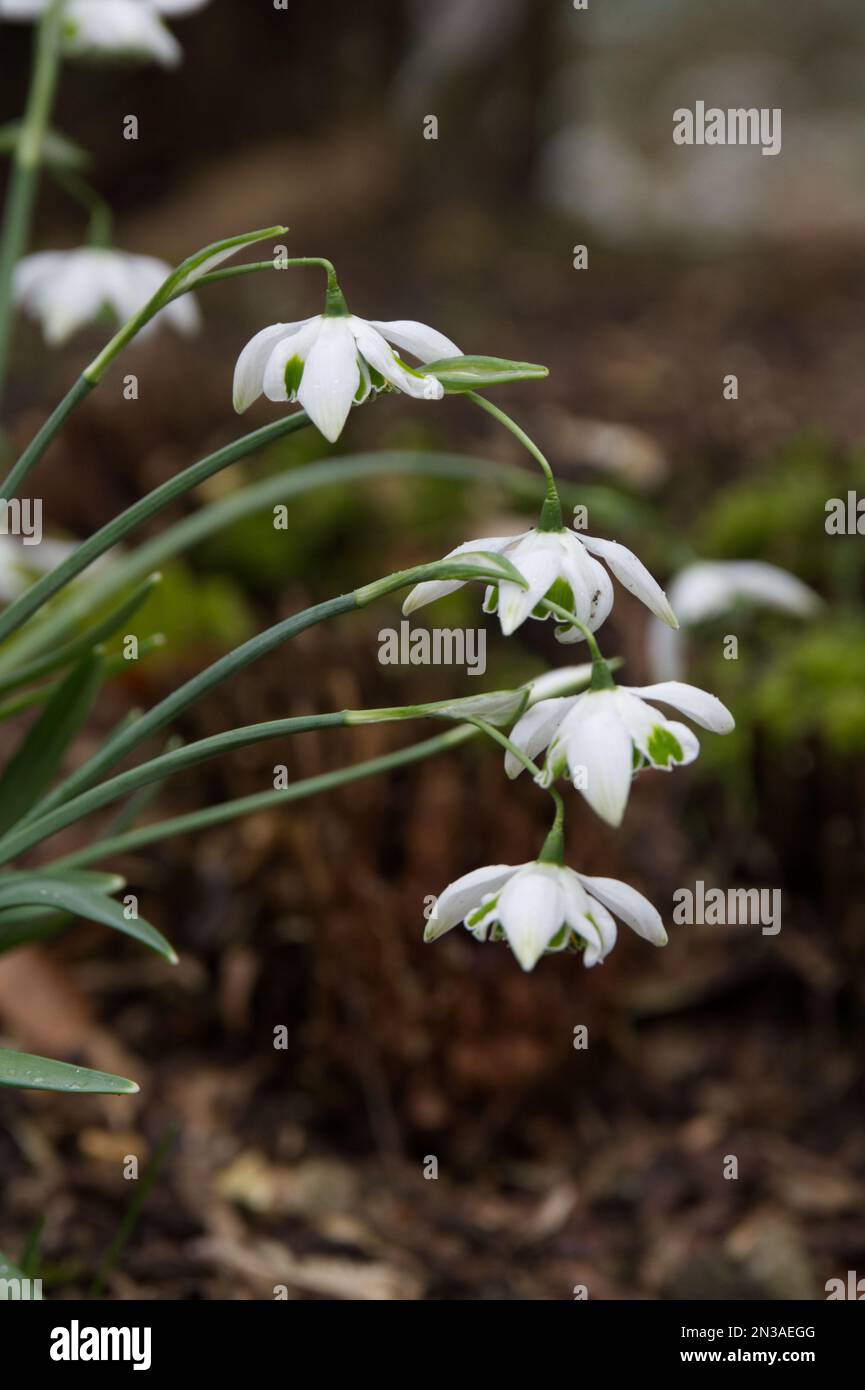 Double Snowdrops in UK winter garden February Stock Photo - Alamy