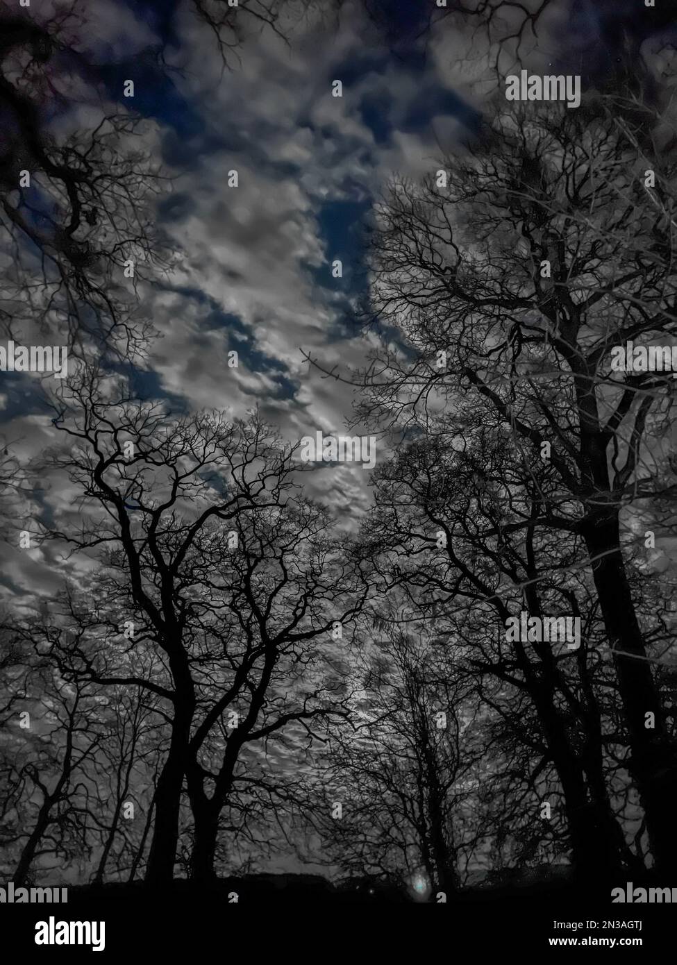 Forest full tall trees hi-res stock photography and images - Alamy