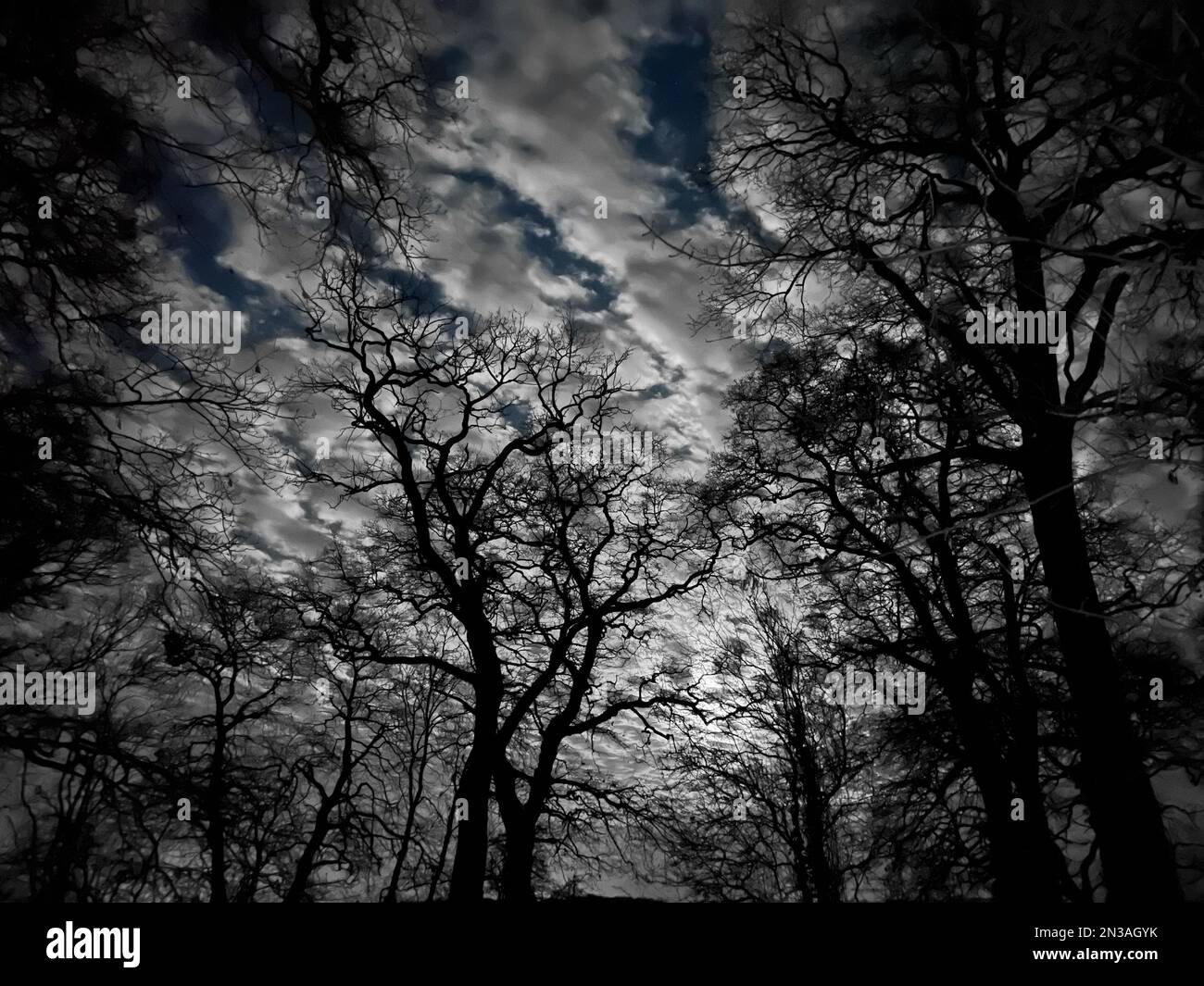 Forest full tall trees hi-res stock photography and images - Alamy