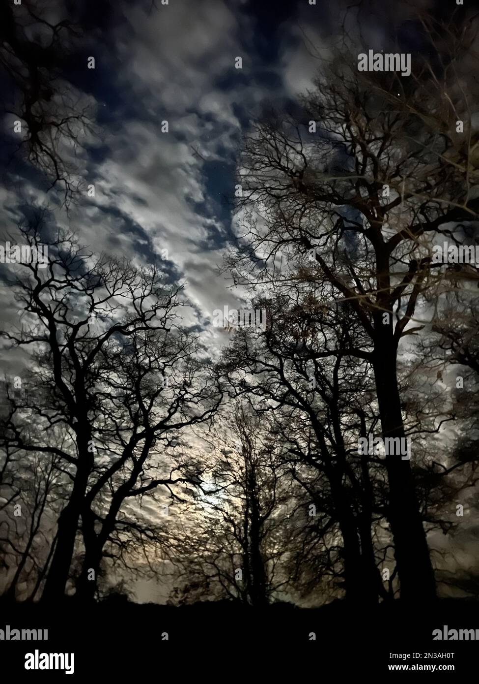 Forest full tall trees hi-res stock photography and images - Alamy