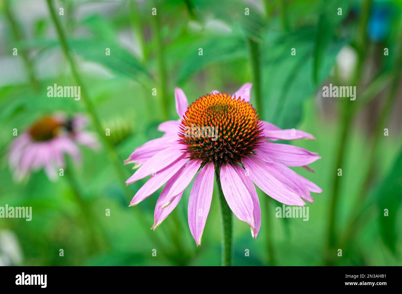 Echinacea plant with root hi-res stock photography and images - Alamy