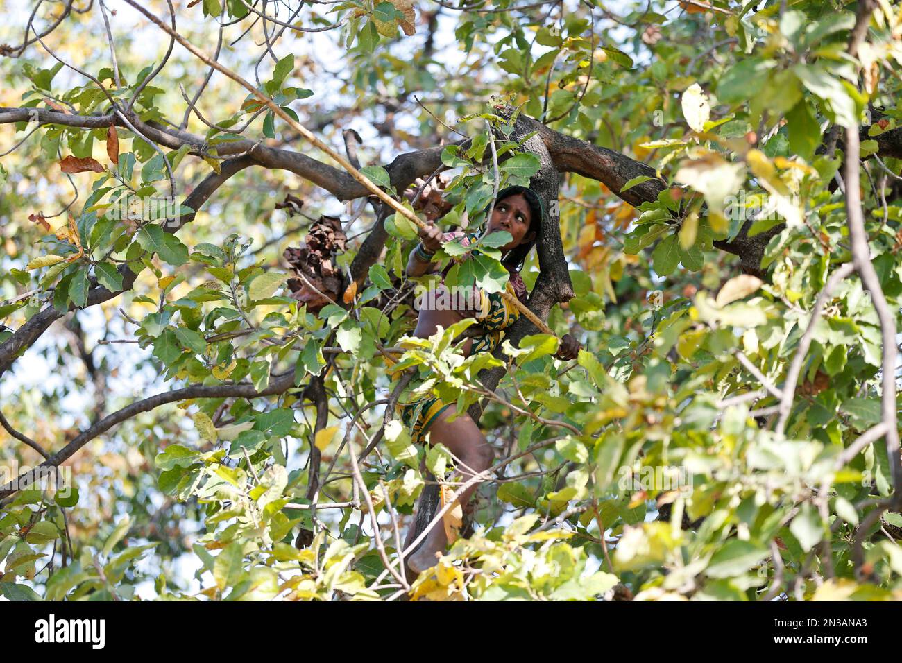 In this March 22, 2014 photo, Munakka, 40, balances herself on a mahua ...