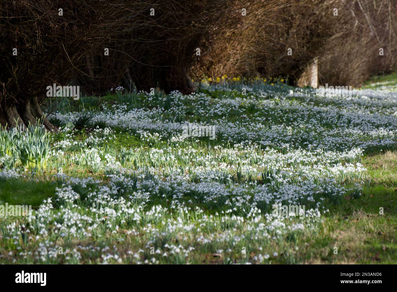 A sheet of Snowdrops galanthus nivalis growing in dappled shade under ...