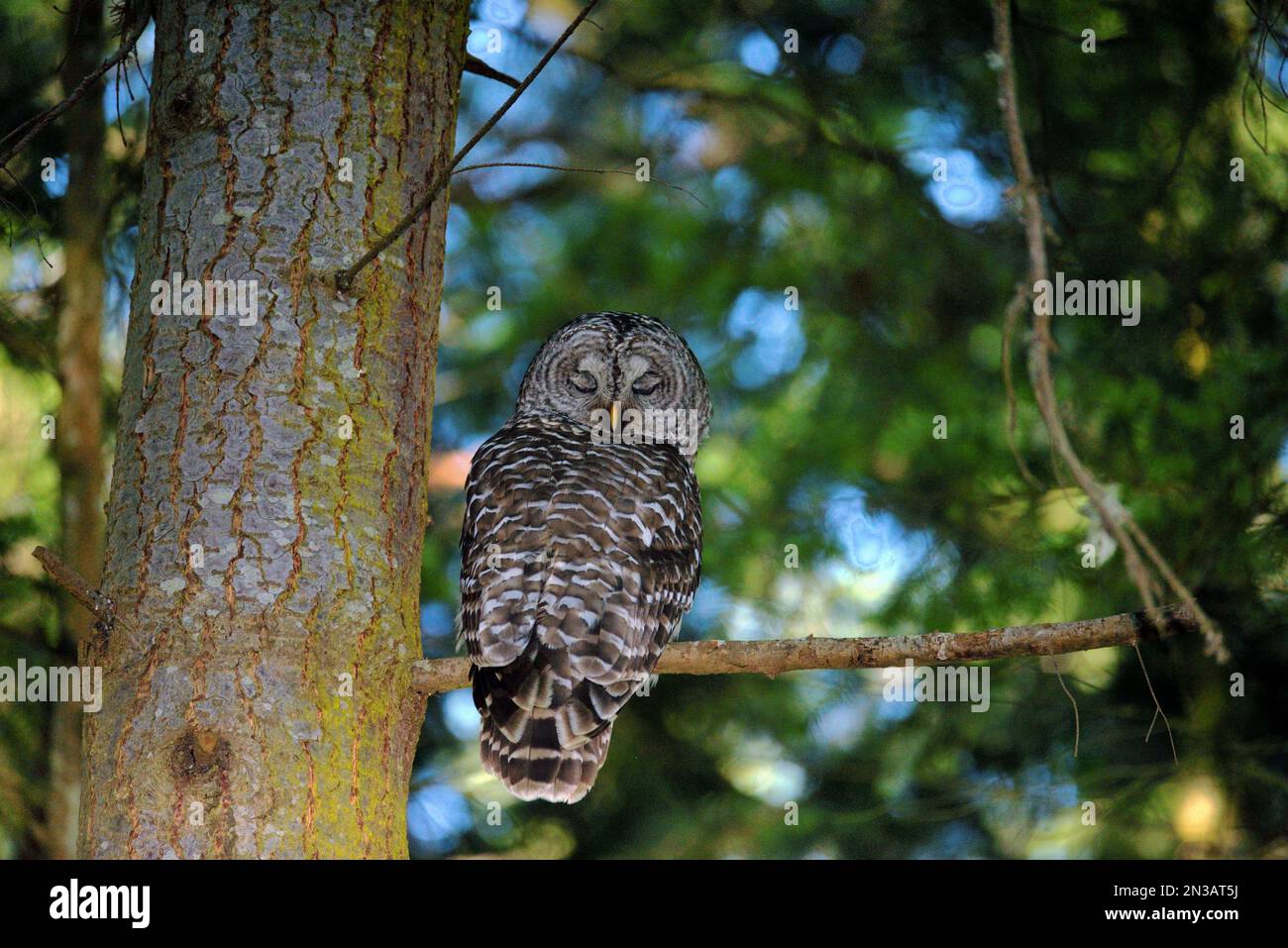 Barred Owl resting Stock Photo - Alamy