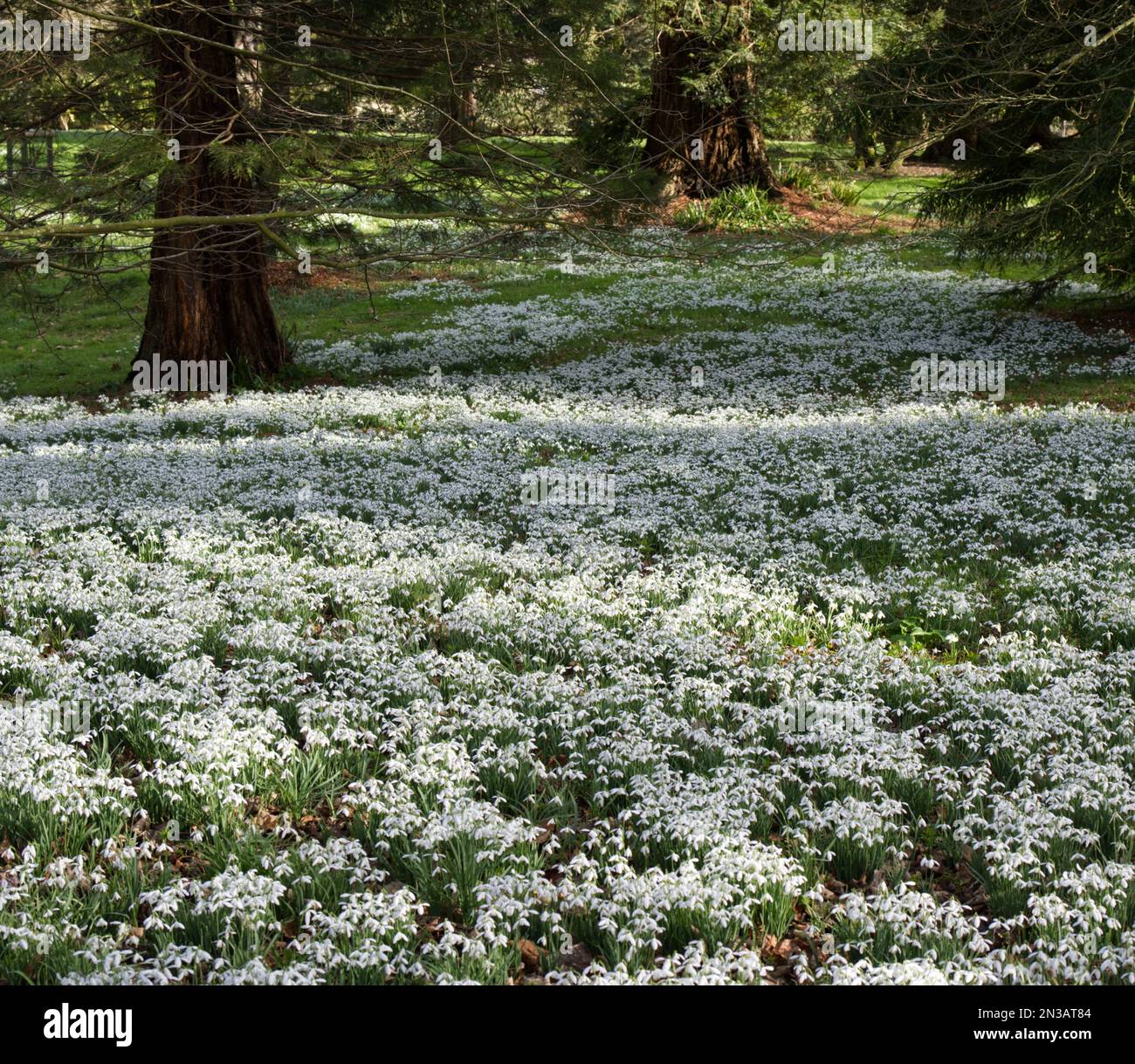 Snowdrops galanthus nivalis growing under trees in UK woodland winter ...