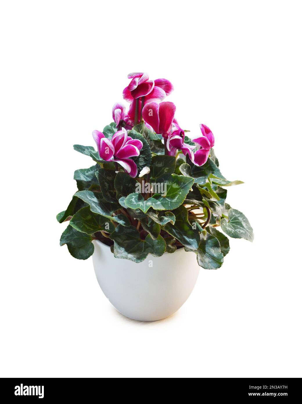 Persian Cyclamen plant in flower pot isolated on white background Stock ...