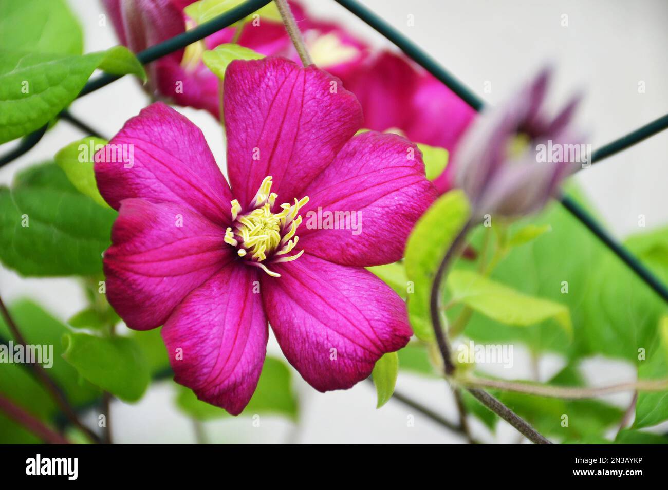 Pink clematis flower blooming in the summer garden Stock Photo - Alamy