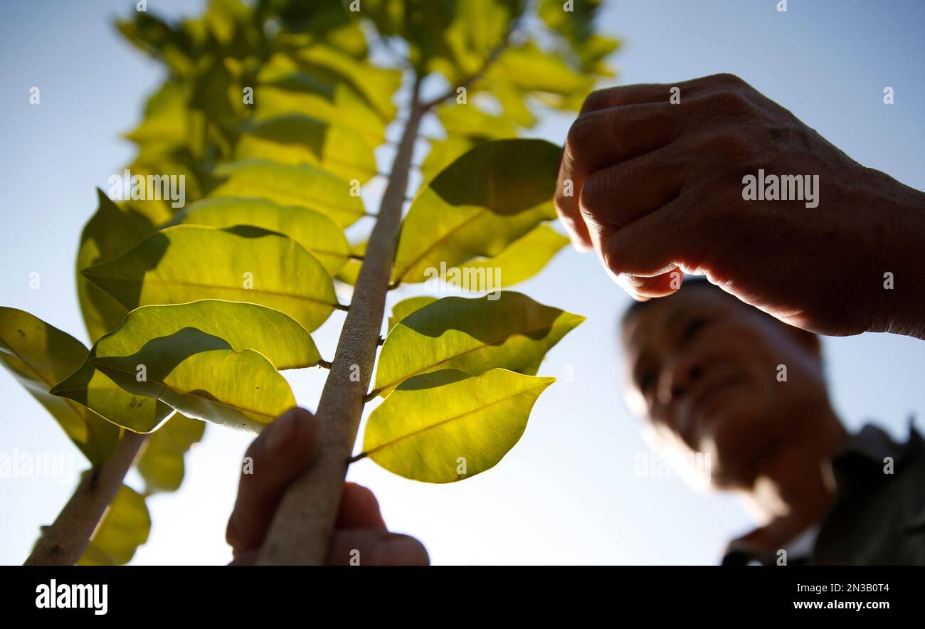 In this Dec. 21, 2014 photo, Hong Kong farmer Koon-wing Chan checks ...