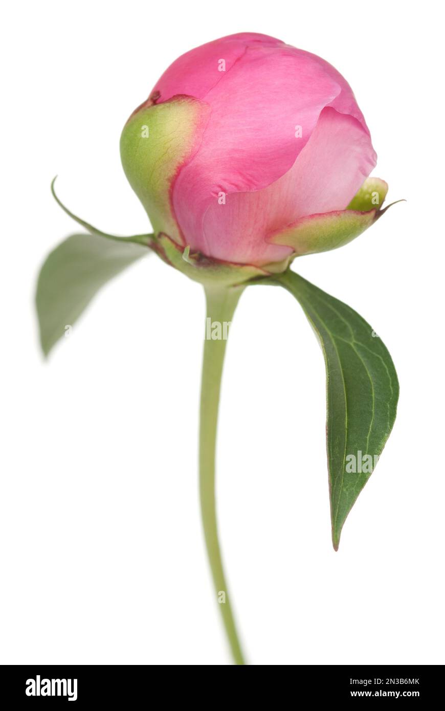 Fresh peony bud in Cut Out Stock Images & Pictures - Alamy