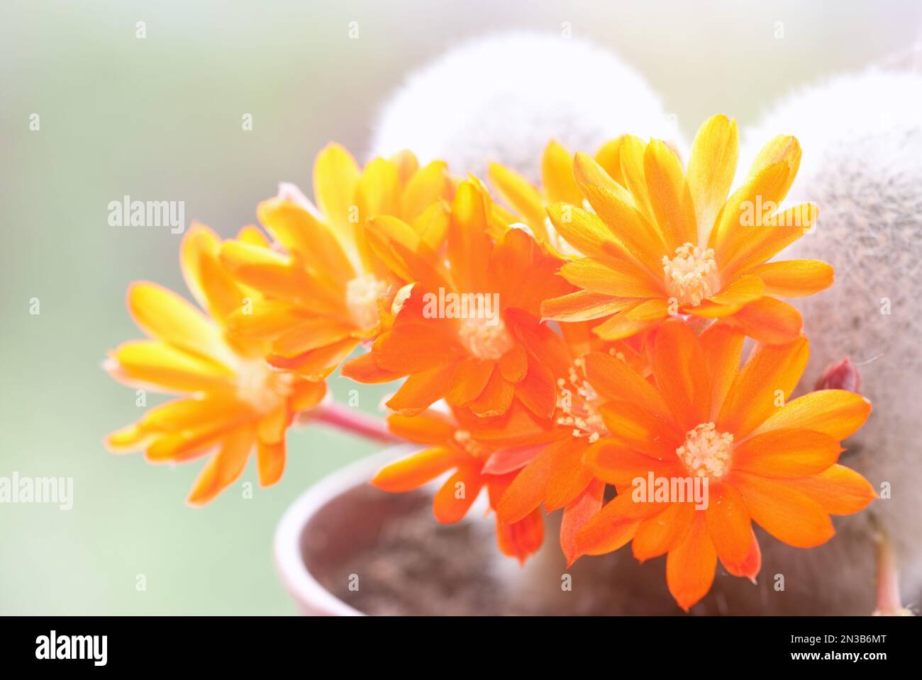 Indoor cactus ( es cacti) flower spring blossom Stock Photo - Alamy