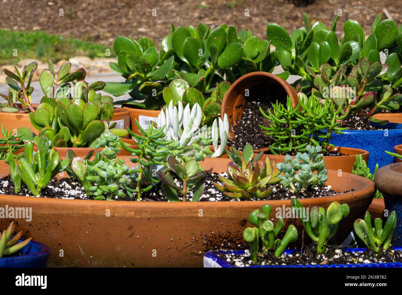 Terra cotta pots hi-res stock photography and images - Alamy