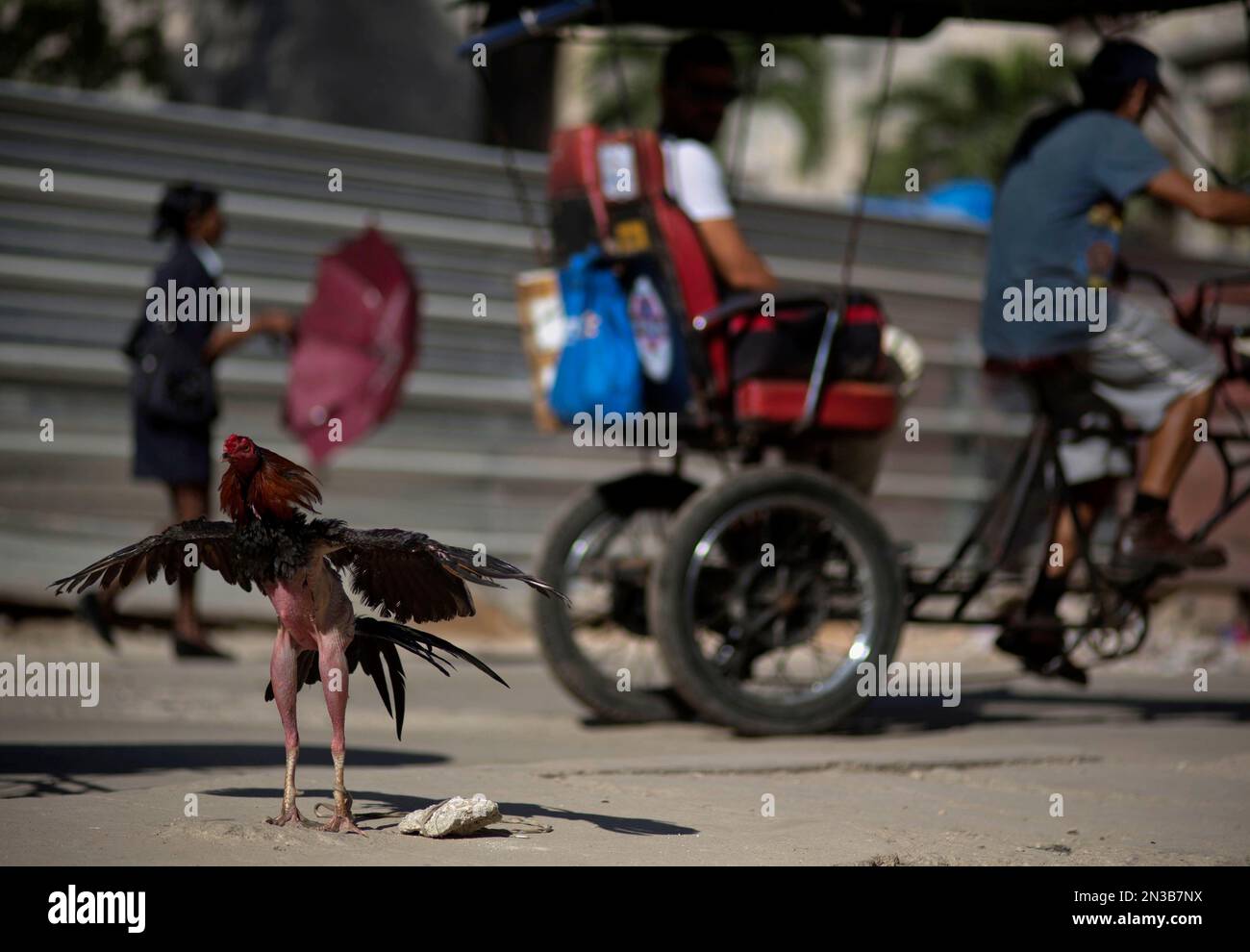 A fighting rooster waits in the sun for his next fight, in Havana, Cuba ...