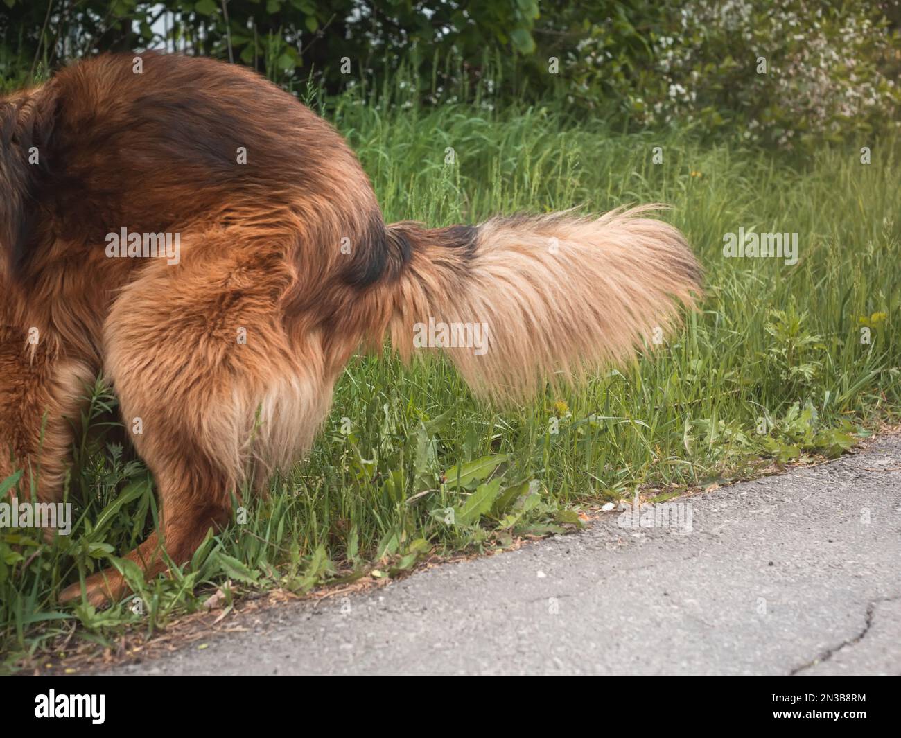 Dog pooping hi-res stock photography and images - Alamy