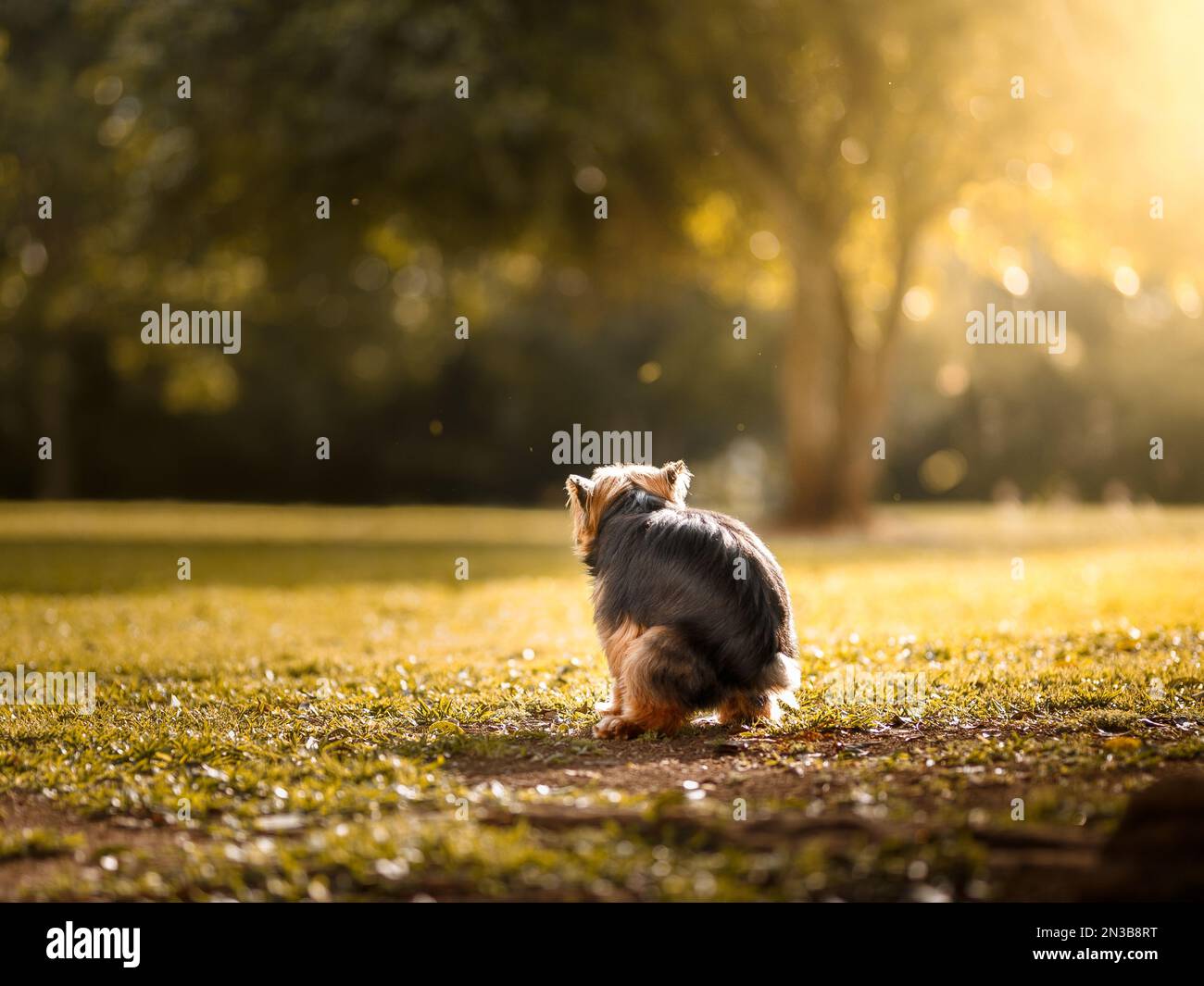 A closeup of a dog pooping outdoors Stock Photo - Alamy