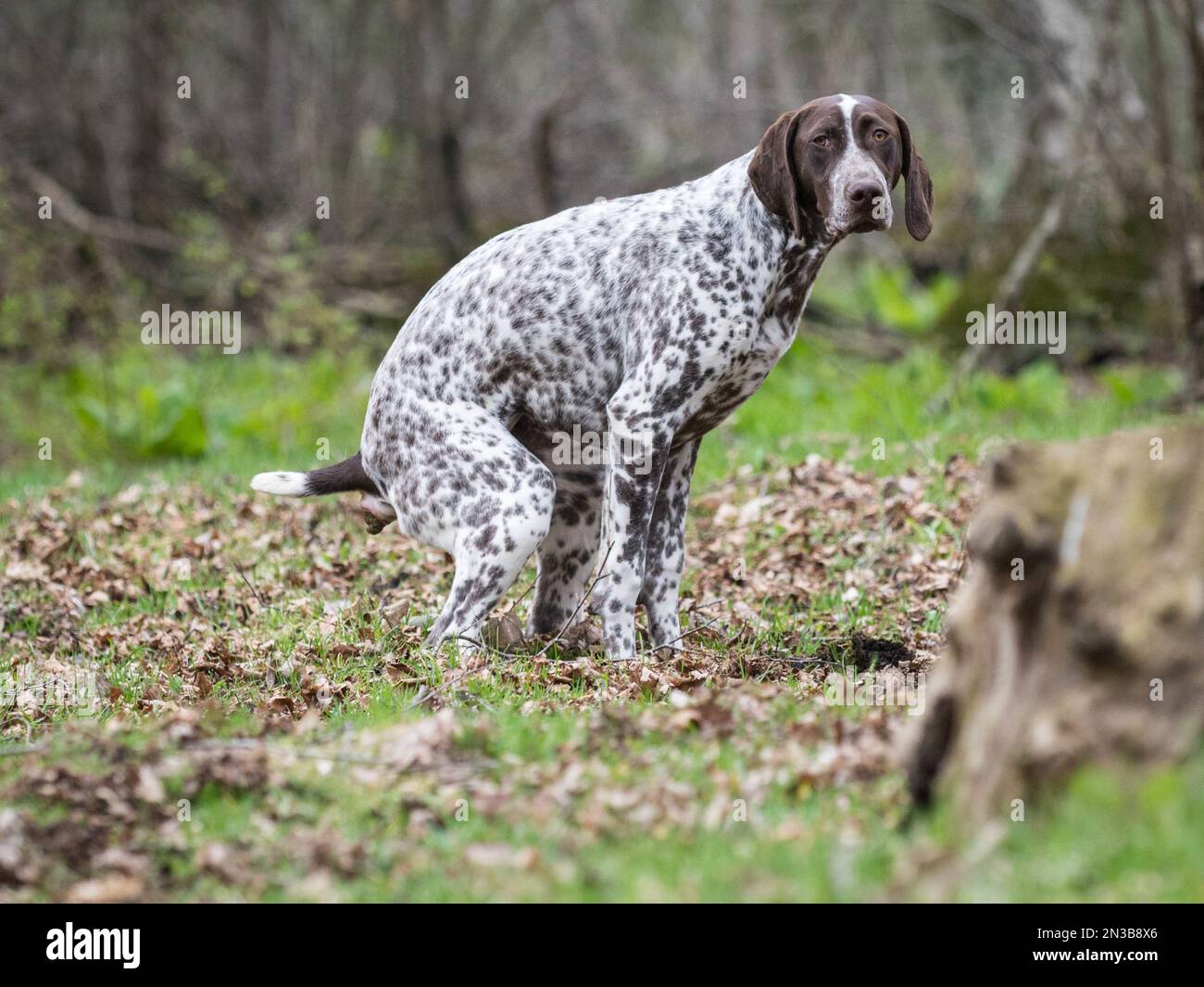 A closeup of a German shorthaired pointer pooping dog pooping outdoors ...