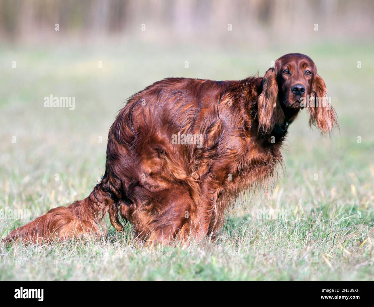 A closeup of a cocker spaniel dog pooping outdoors Stock Photo - Alamy