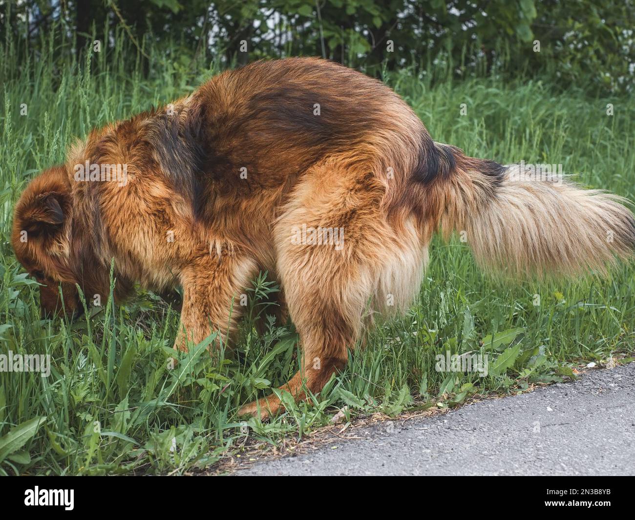 Dog pooping hi-res stock photography and images - Alamy