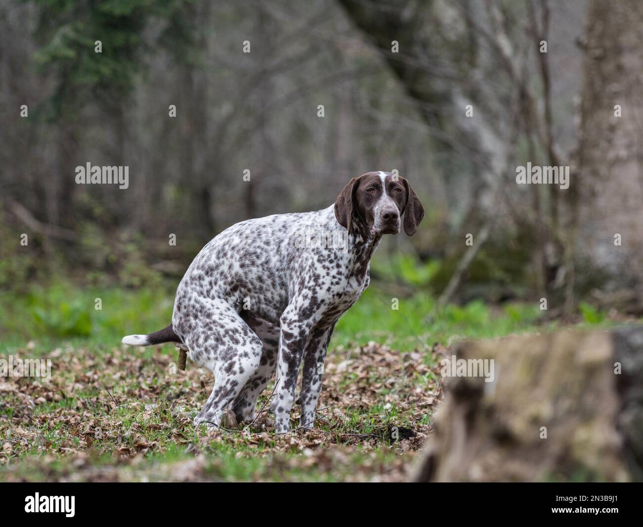 A closeup of a German shorthaired pointer pooping dog pooping outdoors ...