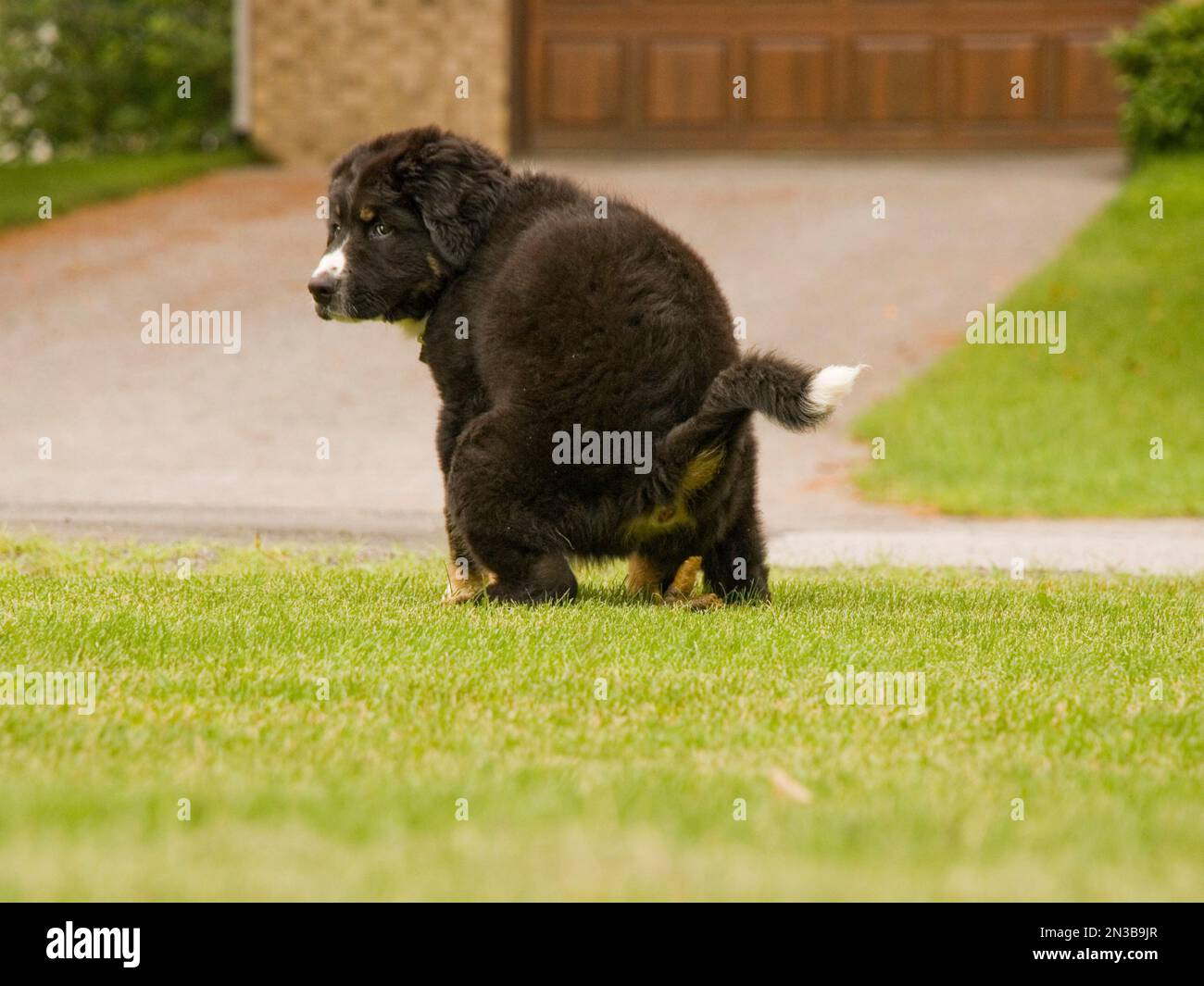 A closeup of a black dog pooping outdoors Stock Photo - Alamy