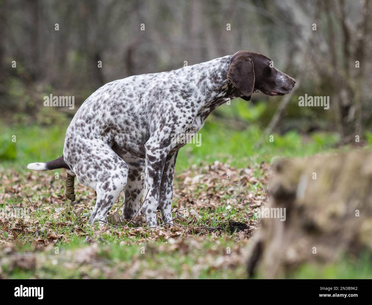 A closeup of a German shorthaired pointer pooping dog pooping outdoors ...