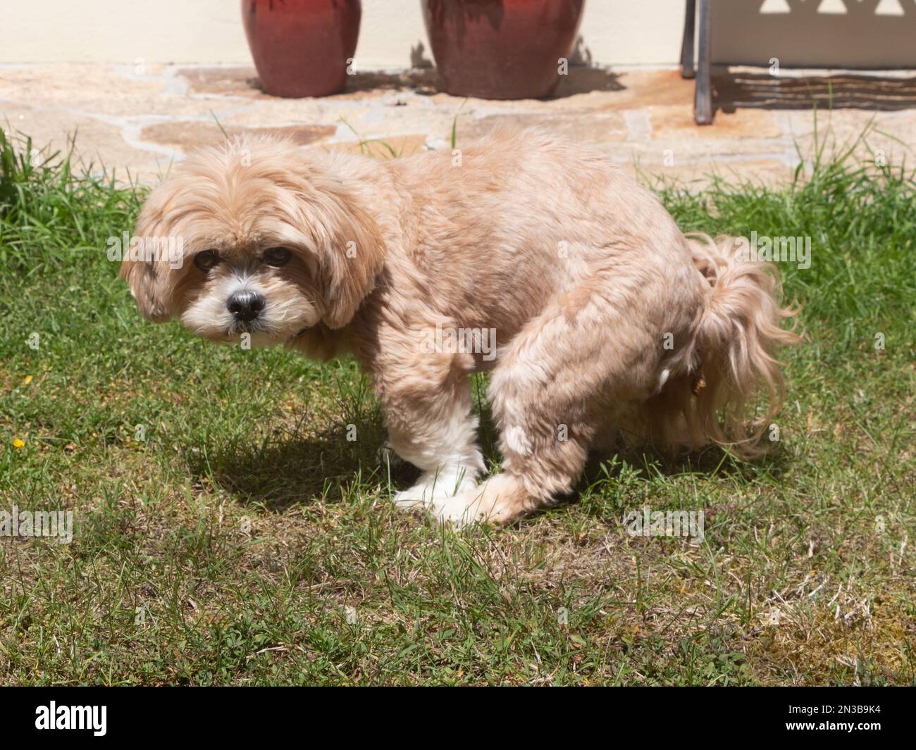 A closeup of a turd lhasa dog pooping outdoors Stock Photo - Alamy